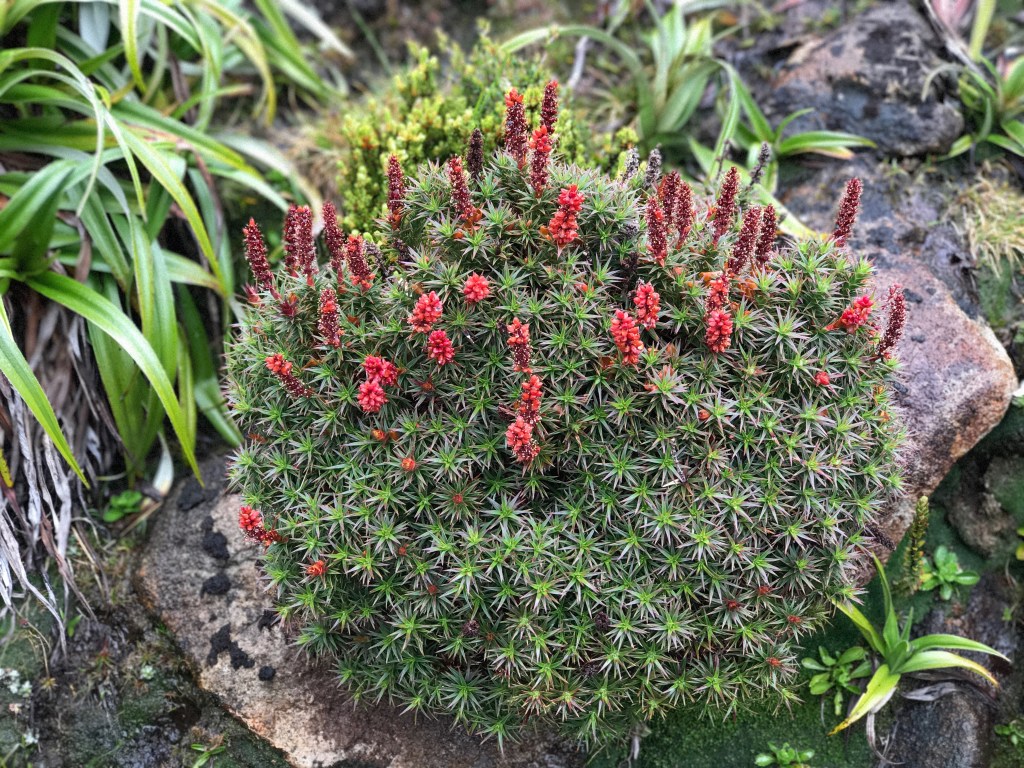 Mount Anne Circuit – tasmaniantraveller